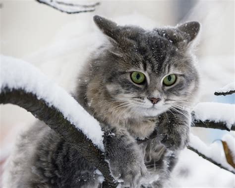 Зимний кот - Юрий Постников - читать книгу в онлайн-библиотеке