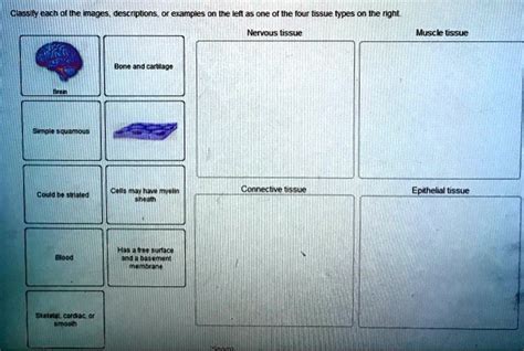 classify each of the images descriptions or examples on the left as