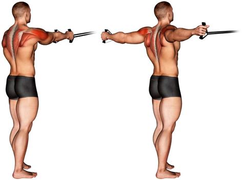 Band Reverse Flys Strengthen Rear Delts And Upper Back Muscles Fitness