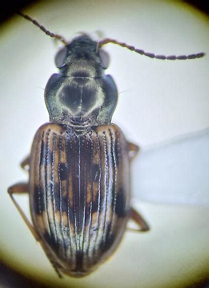 Bembidion Intermedium Bugguide
