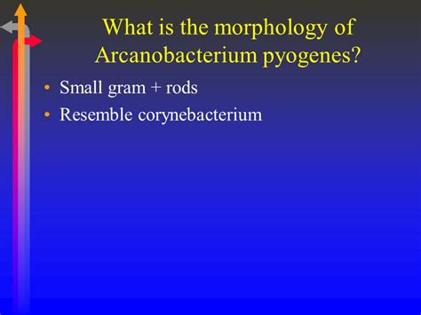 Gram Positive Bacteria Ppt Download