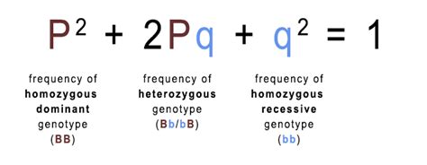 Hardy Weinberg Equation Hardy Weinberg Equilibrium — With Both Hands