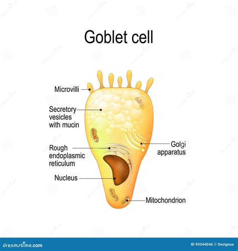 Goblet Cell Structure Cell Nucleus And Other Organelles Vector