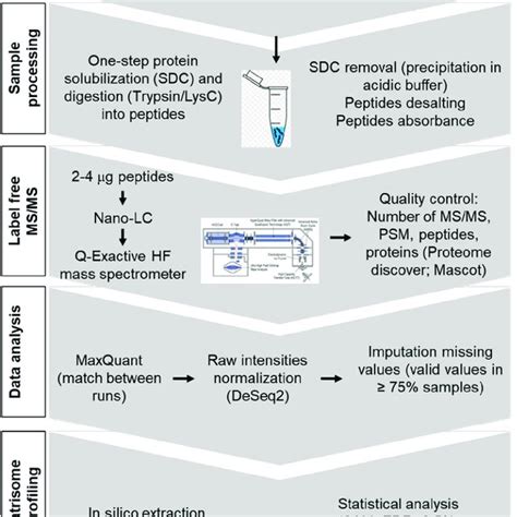 Schematic Of The Experimental Workflow Devised For Quantitative Schematic Of The Experimental Workflow Devised For Quantitative