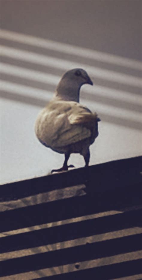 курли🐦
