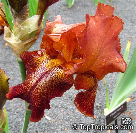 Iris Bearded Group Bearded Iris Top Tropicals Plant Encyclopedia