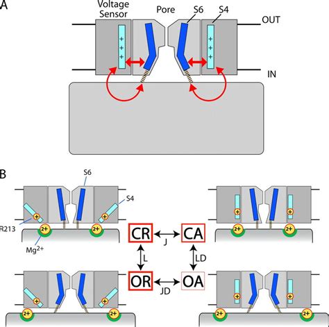 Voltage sensor gate coupling and the mechanism of Mg² action A Download Scientific Diagram