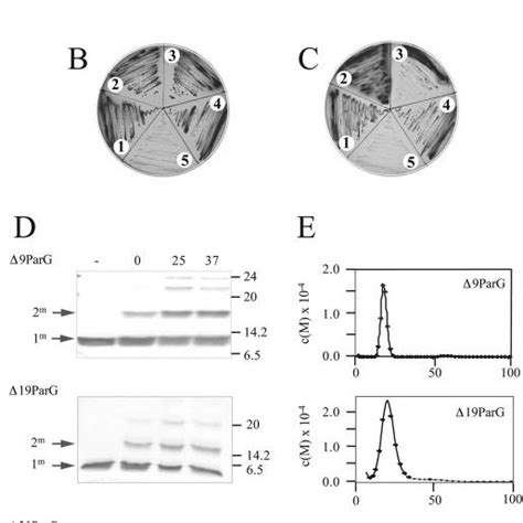 Mutational Analysis Of The Flexible N Terminal Tail Of Parg A