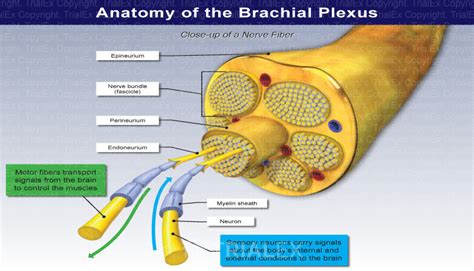 Anatomy Of The Brachial Plexus TrialQuest Inc