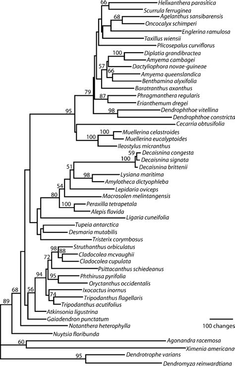 maximum likelihood tree resolved using its and trnl trnf sequence data