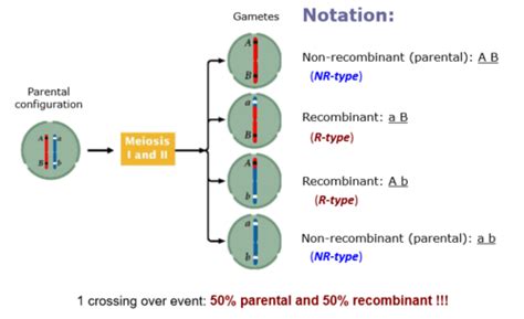 8 Genetic Linkage And Mapping In Eukaryotes Flashcards Quizlet