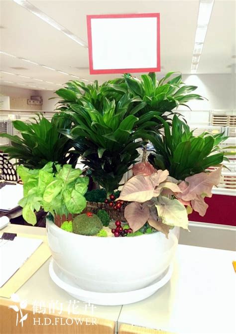 盆景植栽 商品資訊 台中花店 鶴的花卉h D Flower