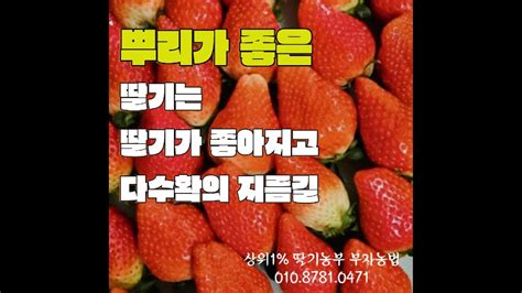 [상위1 딸기농부 부자농법 그린톡톡[250108] 뿌리가좋은딸기는 딸기가 좋아지고 다수확의 지름길 Youtube