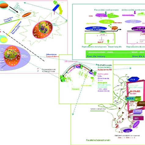 The Core Nurd Complex Transcriptional Factors Nurd And Stemness Download Scientific Diagram
