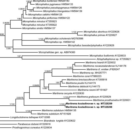 phylogenetic tree resulting from bayesian inference analysis from 28s
