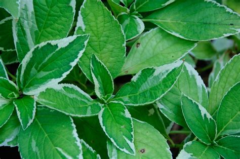 Hydrangea Macrophylla Variegata Bigleaf Hydrangea Garden Center