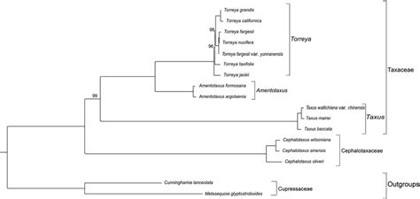 maximum likelihood tree determined by raxml for the 82 gene 17 taxon