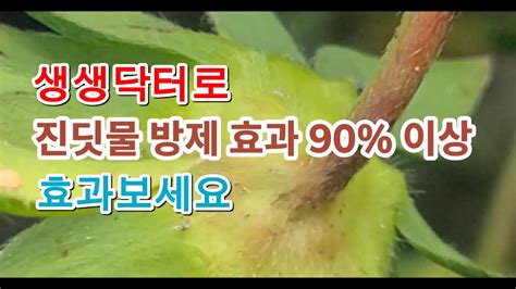 생생닥터 설향 딸기 진딧물 방제했어요 2탄 후기 Youtube