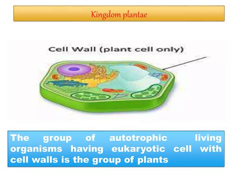 Classification Of Plant Pptx