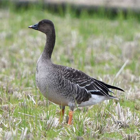 Bean Goose