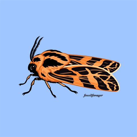 Nicole On Twitter Ornate Tiger Moth