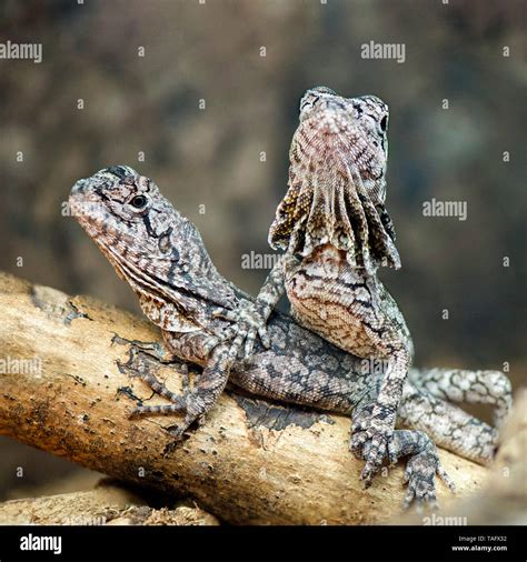 Frilled Lizard Chlamydosaurus Kingii Juveniles On A Branch In A