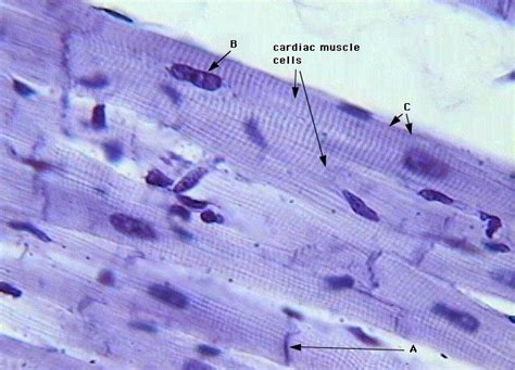 Cardiac Muscle Cells