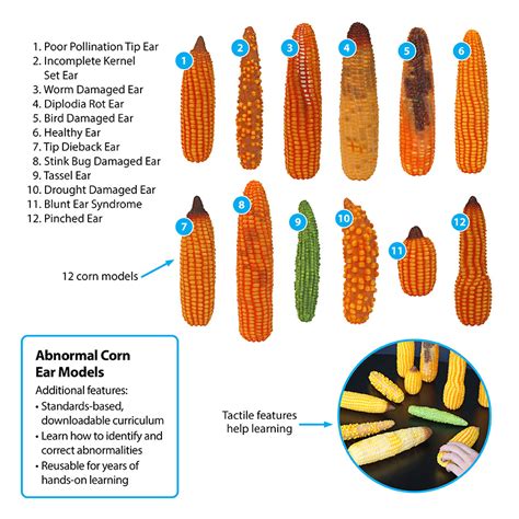 Abnormal Corn Ear Models Realityworks