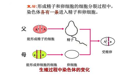 初中人教版 新课标第七单元 生物圈中生命的延续和发展第二章 生物的遗传和变异第三节 基因的显性和隐性精品课件ppt 教习网课件下载