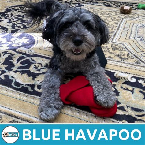 Havapoo Colors Photo Gallery And Complete Guide