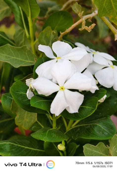 Vivo T Ultra Review Pros Cons And Verdict Mysmartprice