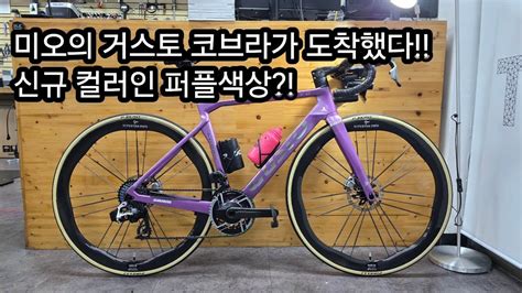 거스토 코브라 신규 컬러 퍼플색상 공개 자전거 로드바이크 로드자전거 로드추천 카본로드 카본자전거 가성비 거스토