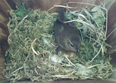 Infrared Bird Box Archives Raspberry Pi