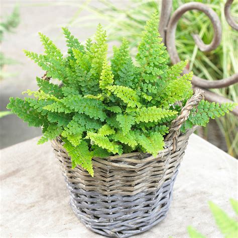 Polystichum Setiferum Jparkers