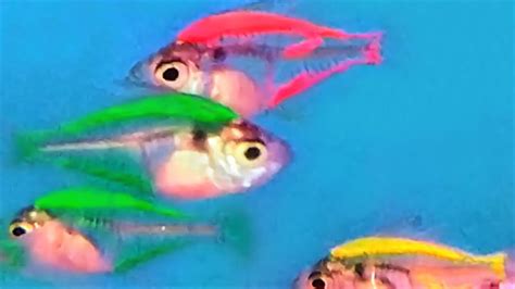 Painted Glassfish Pearl Tetra Characin By Wernher Krutein 57 Off