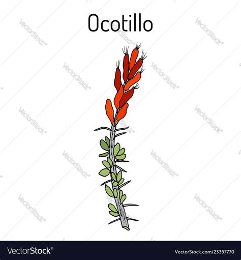 Ocotillo Fouquieria Splendens Botanical Illustration