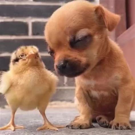 Pin On Cani Cute Funny Animals Funny Animals Funny Animal Videos