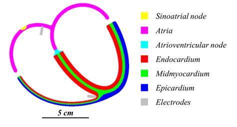 Geometry Of The 2d Heart Model Made Of 6 Distinct Regions Sa Node