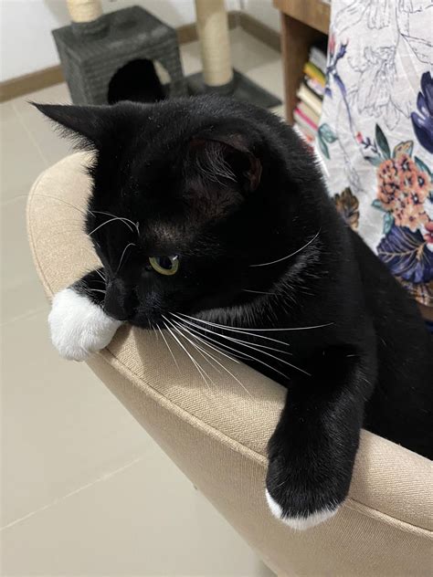 Onix Looking Cute R Tuxedocats