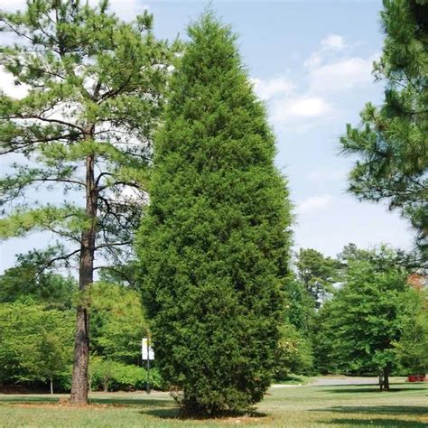22 Skinny Columnar Trees For Landscaping Narrow And Tall