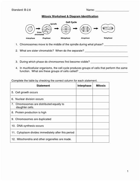 50 Meiosis Matching Worksheet Answer Key Chessmuseum Template Library