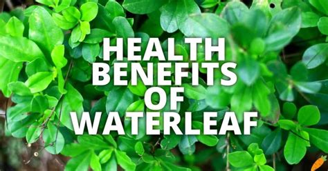 10 Potential Health Benefits Of Waterleaf