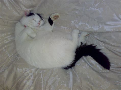 Lazy Cat Being Lazy Photo 853713 Fanpop