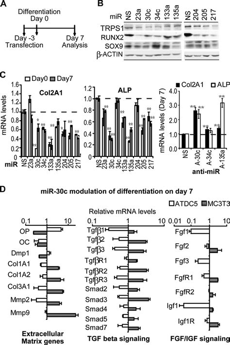 Inhibition Of Chondrocyte Differentiation By Trps1runx2 Tar Geting