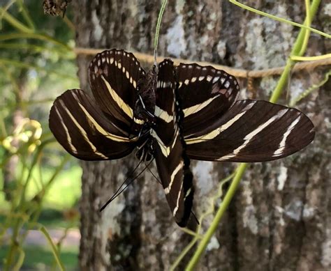 The Southern Wild How To Attract Zebra Longwing Butterflies