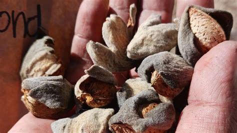 Types Of Almonds Explained