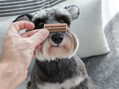 Busting The Myth Are Dogs Color Blind Ukpets