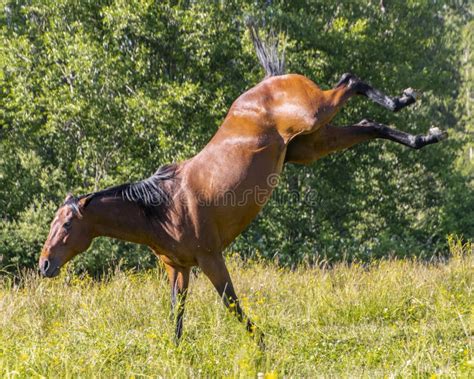 Horse Performs Playful Kick In Green Meadow During Sunny Afternoon In