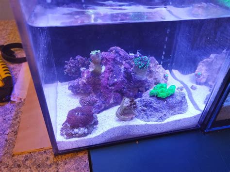 Nano Build Pnw Small In One Build Finally Reef2reef