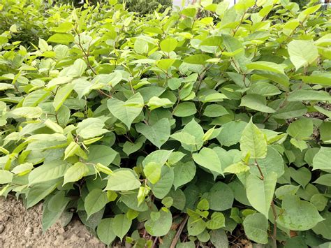 Japanese Knotweed